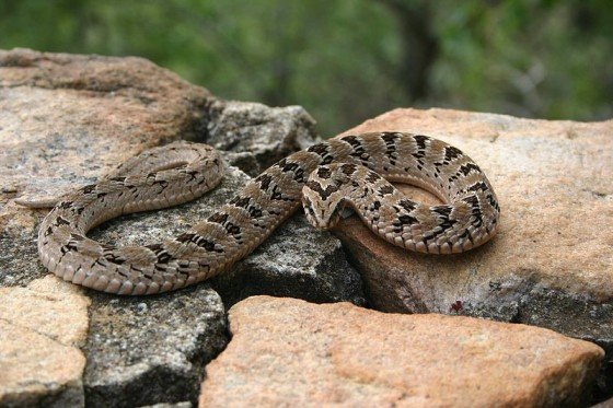 Names of Zambian Snakes in Bemba – Kitwe Online