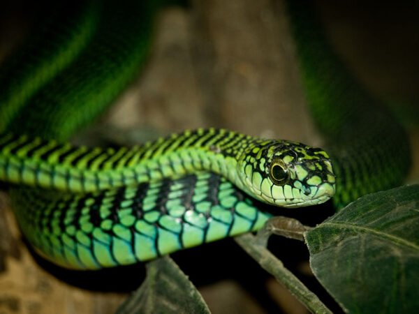 Names of Zambian Snakes in Bemba – Kitwe Online