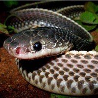Names of Zambian Snakes in Bemba – Kitwe Online