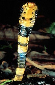 Names of Zambian Snakes in Bemba – Kitwe Online