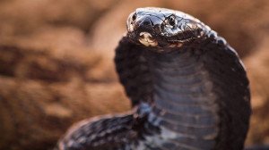 Names of Zambian Snakes in Bemba – Kitwe Online